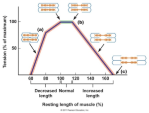 The Ins and Outs of Muscle Contractions - Aurora Scientific