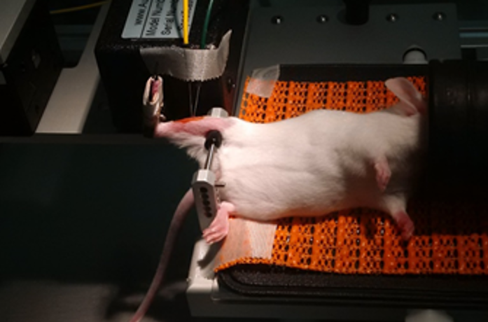 Tips and Tricks for Measuring Muscle Function in-vivo - Aurora Scientific