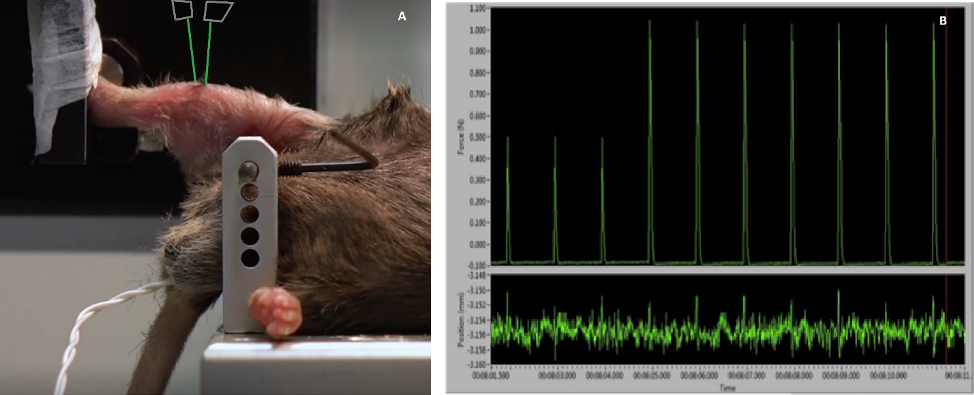 Tips and Tricks for Measuring Muscle Function in-vivo - Aurora Scientific