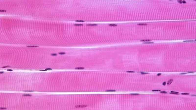 Why Sarcomere Length Matters For Contractile Measurements - Aurora ... Why Sarcomere Length Matters For Contractile Measurements - Aurora ...