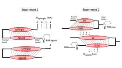 Sensory Encoding by Muscle Spindle Afferents - Aurora Scientific