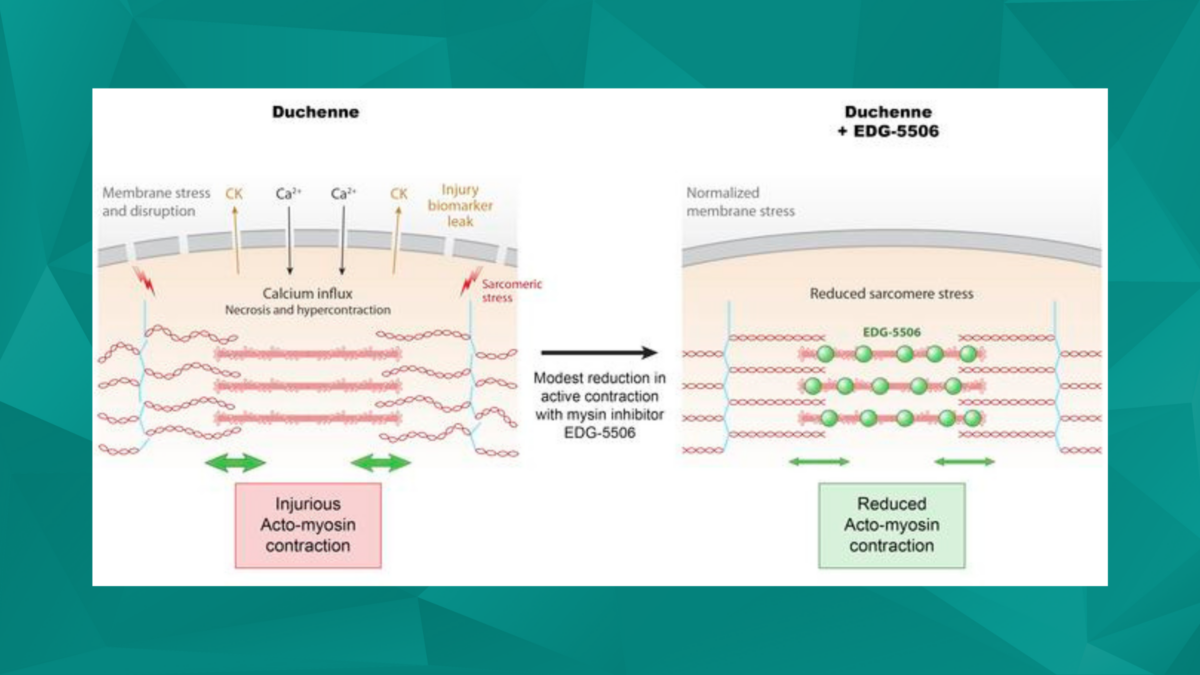Recent Therapeutic Advances in Duchenne Muscular Dystrophy (DMD) Models ...