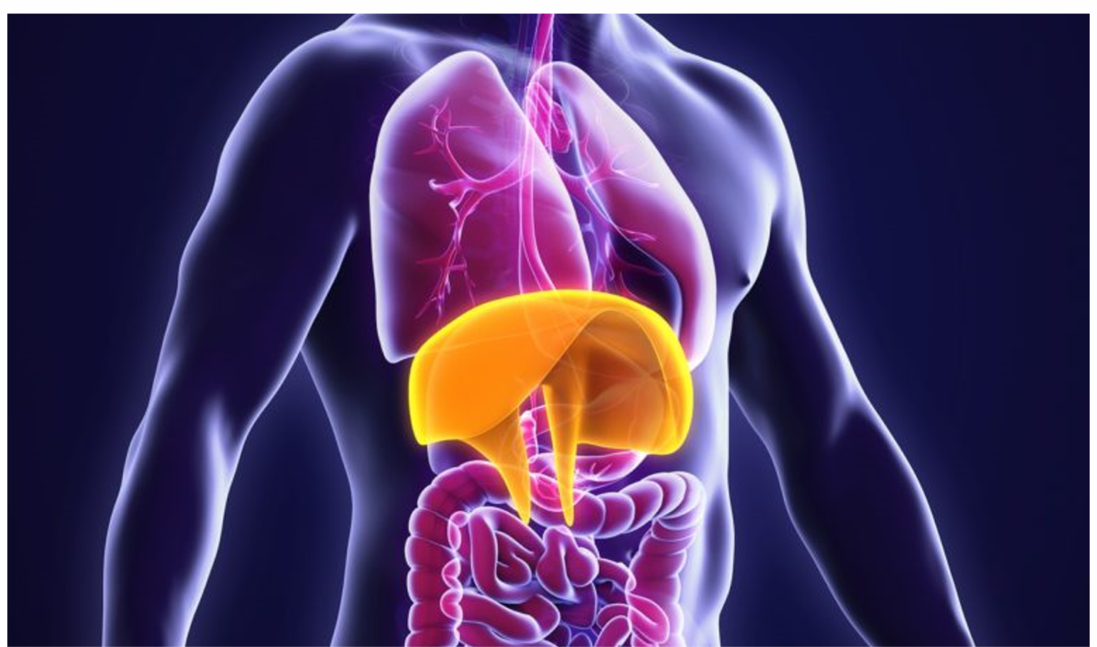Diaphragm Muscle Weakness with Age and Sepsis | Aurora Scientific