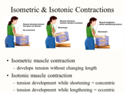 The Ins and Outs of Muscle Contractions | Aurora Scientific