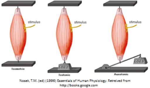 The Ins and Outs of Muscle Contractions | Aurora Scientific