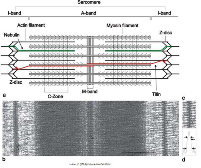 Why Sarcomere Length Matters For Contractile Measurements | Aurora ... Why Sarcomere Length Matters For Contractile Measurements | Aurora ...
