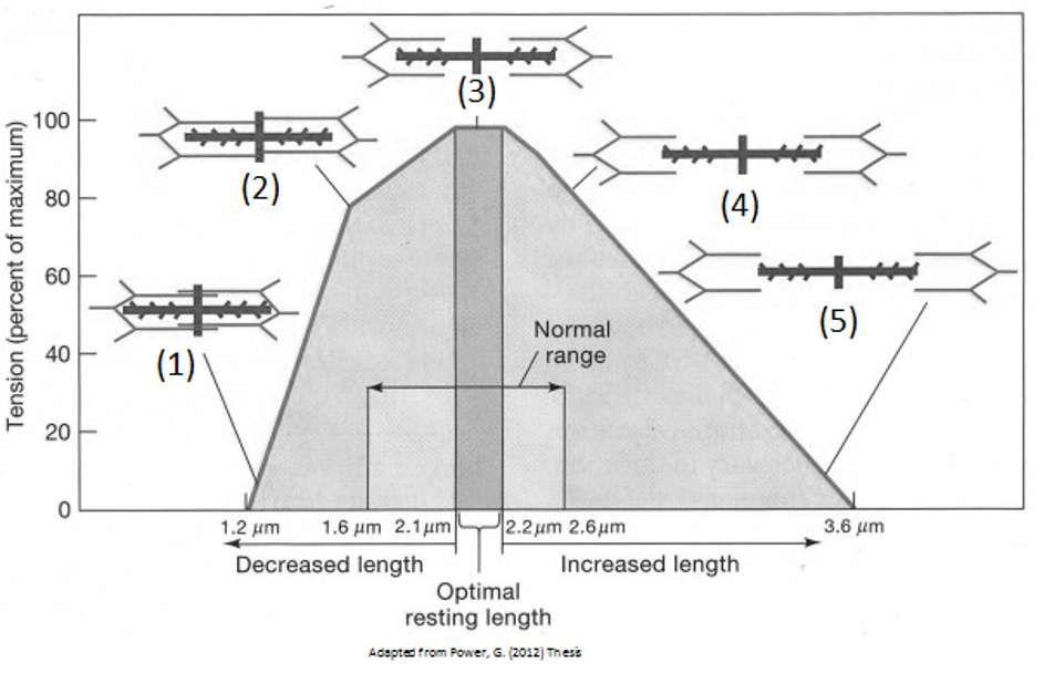 Why Sarcomere Length Matters For Contractile Measurements | Aurora ... Why Sarcomere Length Matters For Contractile Measurements | Aurora ...